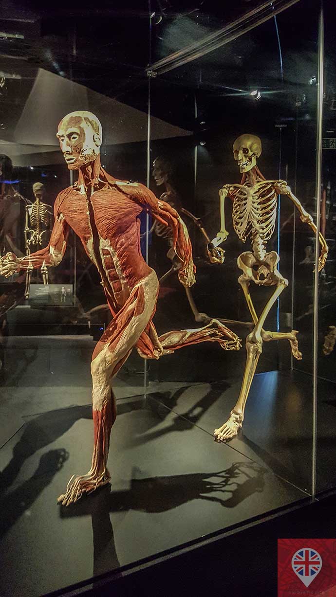 Body Worlds – uma experiência fascinante – Guia brasileira em Londres