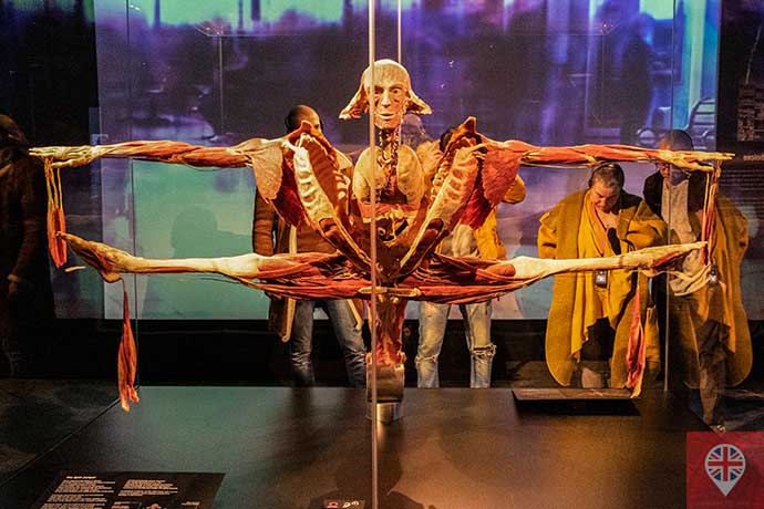 Body Worlds – uma experiência fascinante – Guia brasileira em Londres
